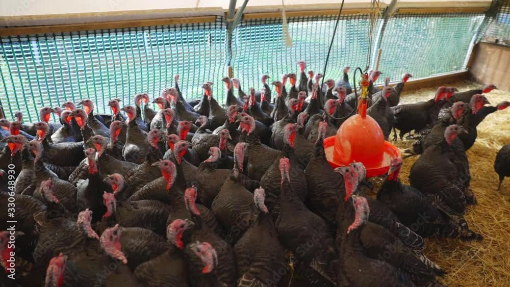 Orbiting around Turkeys at free range farm packed into poly tunnel near ...