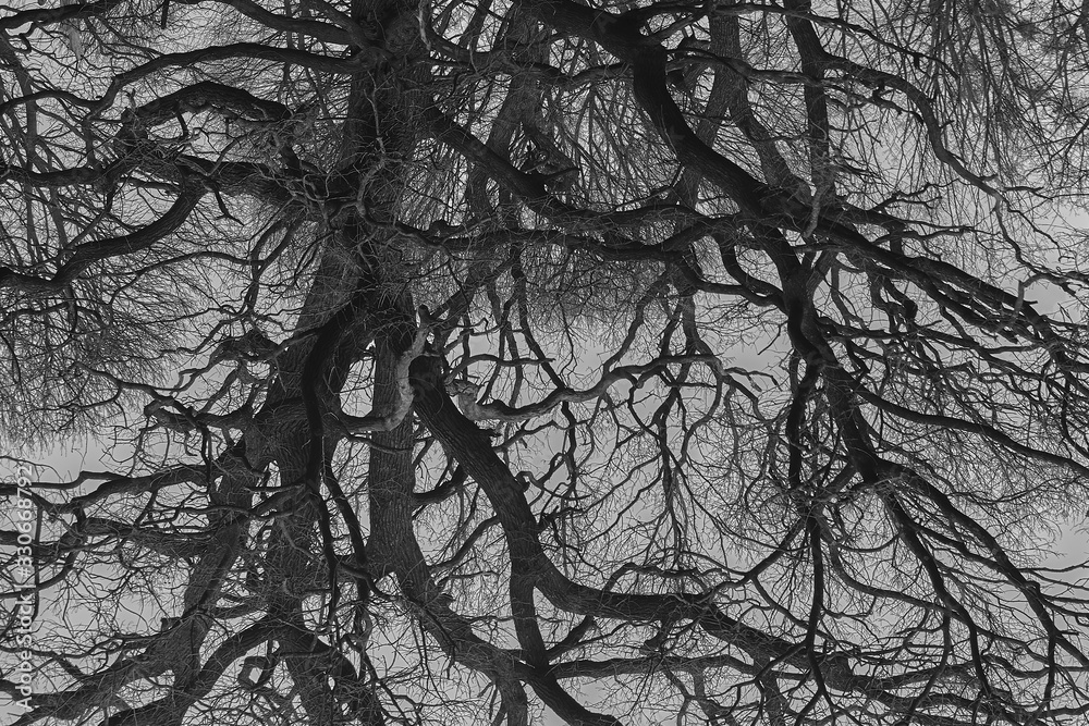 psychedelic tree branches pattern for background Stock Photo | Adobe Stock