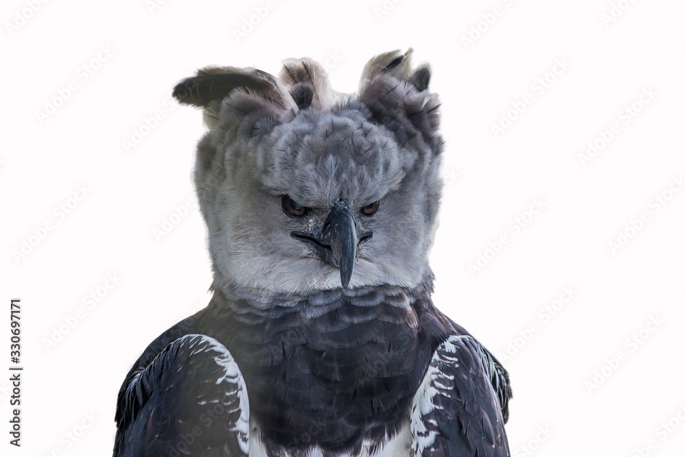 Isolated portrait of Harpy eagle (Harpia harpyja) proudly looking ...
