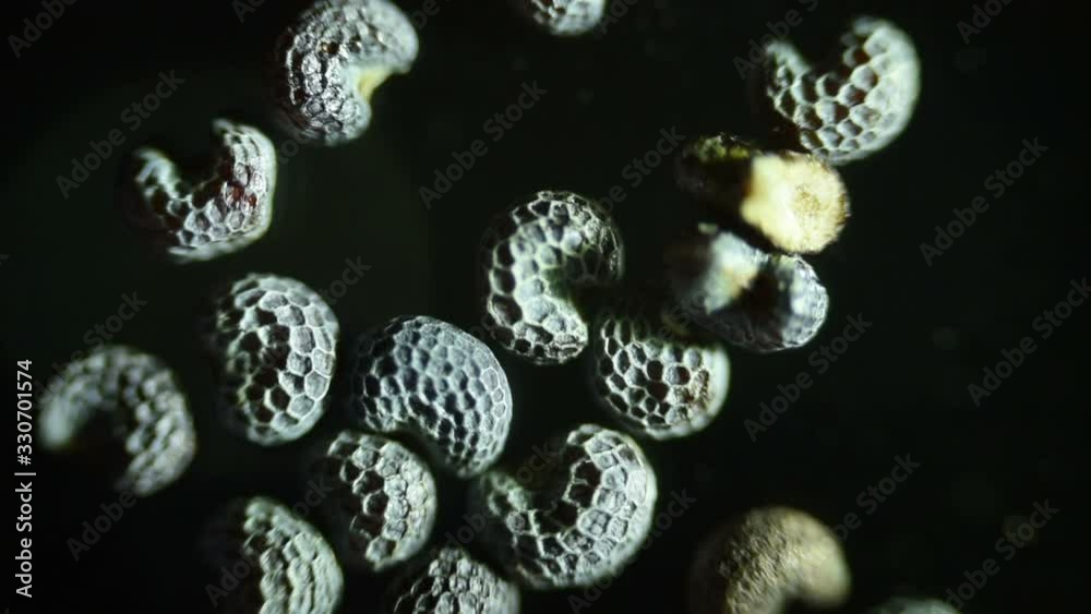 Microscopic seeds opium poppy Papaver somniferum. Wet shoots by ...