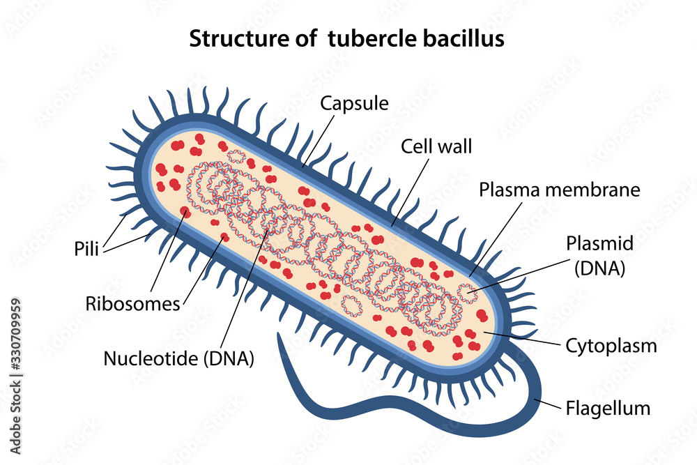 Vecteur Stock Structure of tubercle bacillus with corresponding ...