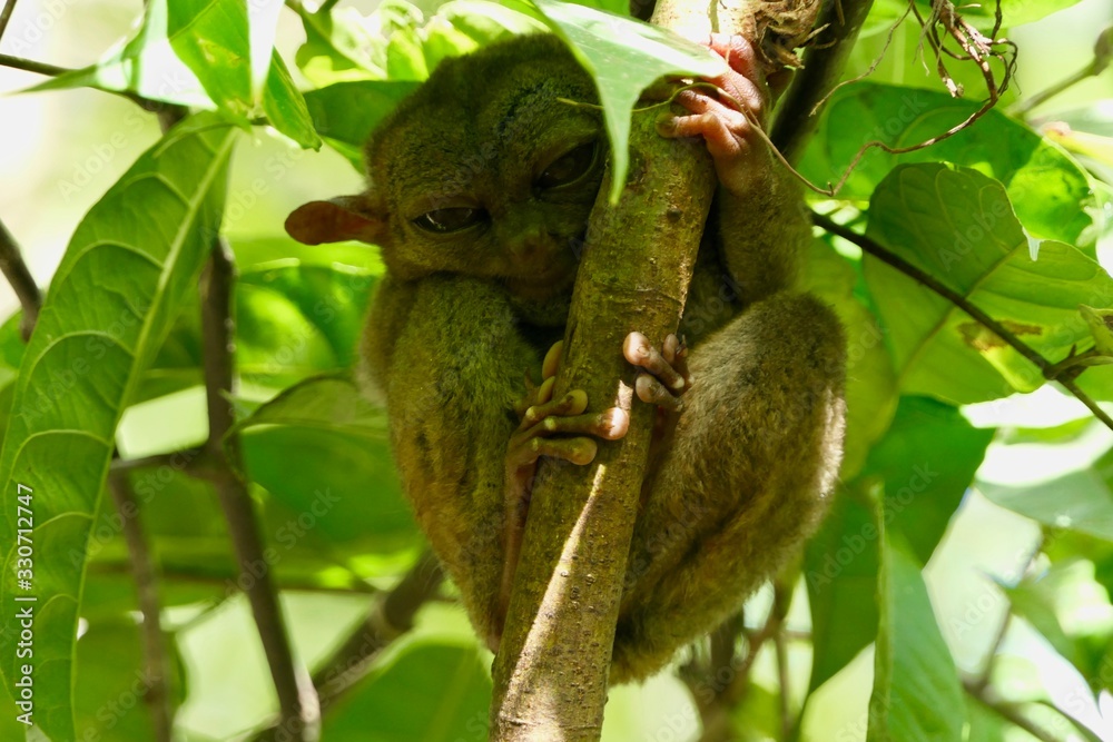 Funny tarsier head-on with sleepy eyes, small primate, on branch in ...