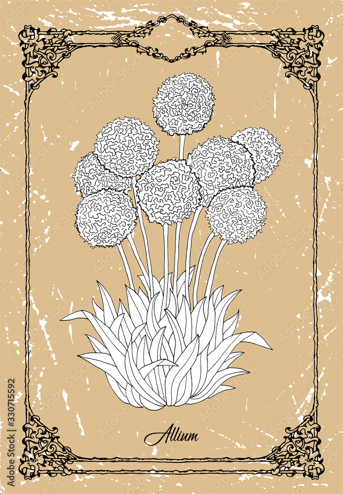 Vector drawing of Allium flower on texture background. Vintage ...