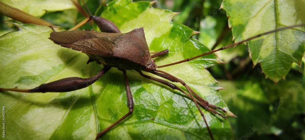 Leptocorisa oratoria, the rice ear bug, is an insect from the family ...