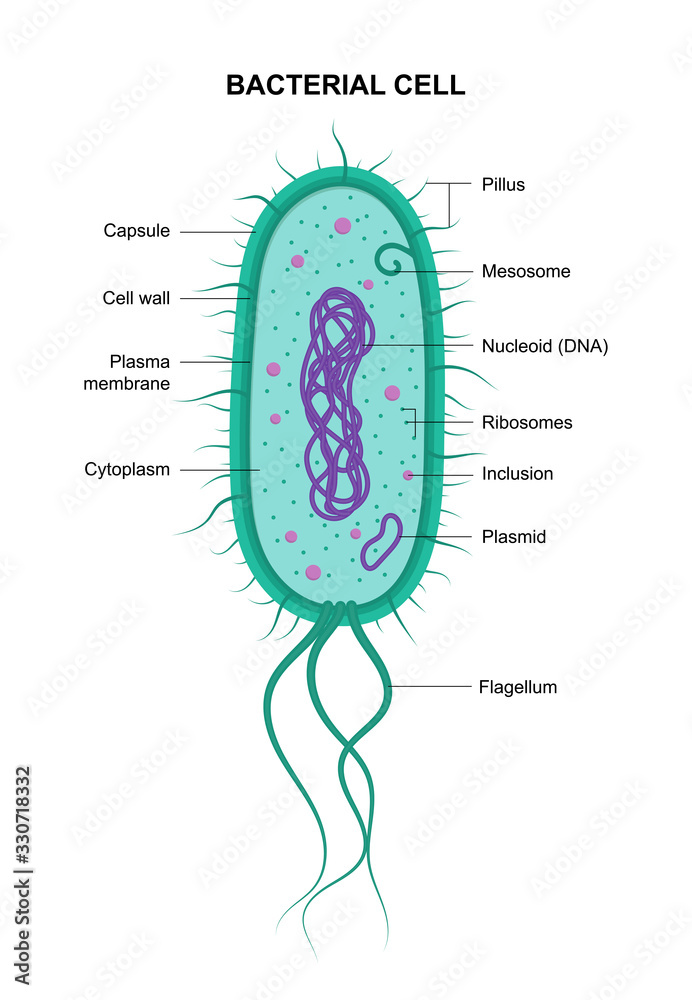 Vector bacterial cell anatomy isolated on white background. Educational ... Vector bacterial cell anatomy isolated on white background. Educational ...