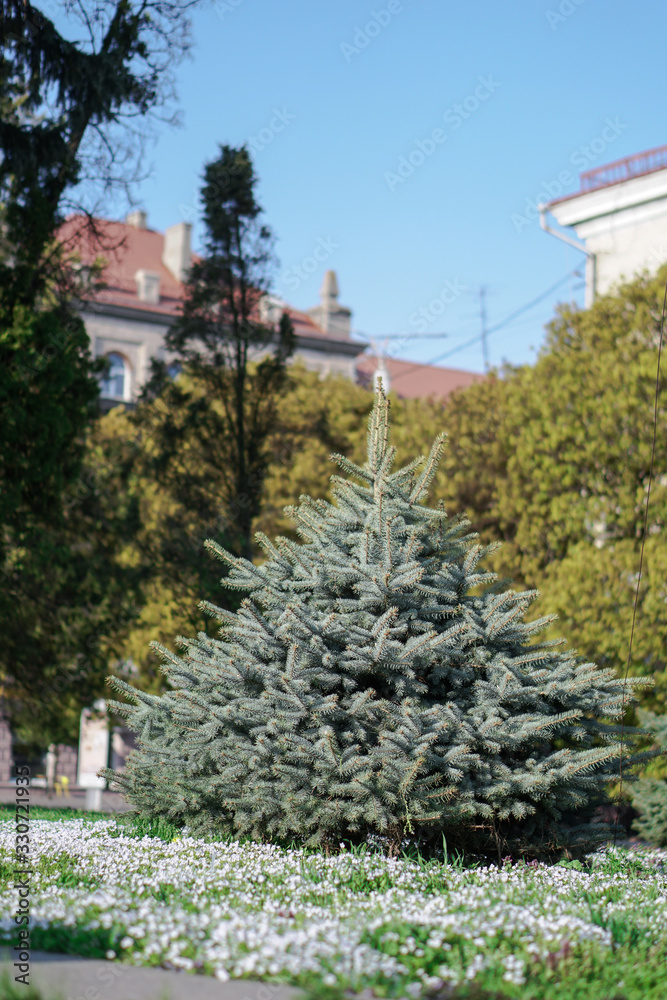 Beautiful Christmas tree on a background of a green park and a house ...