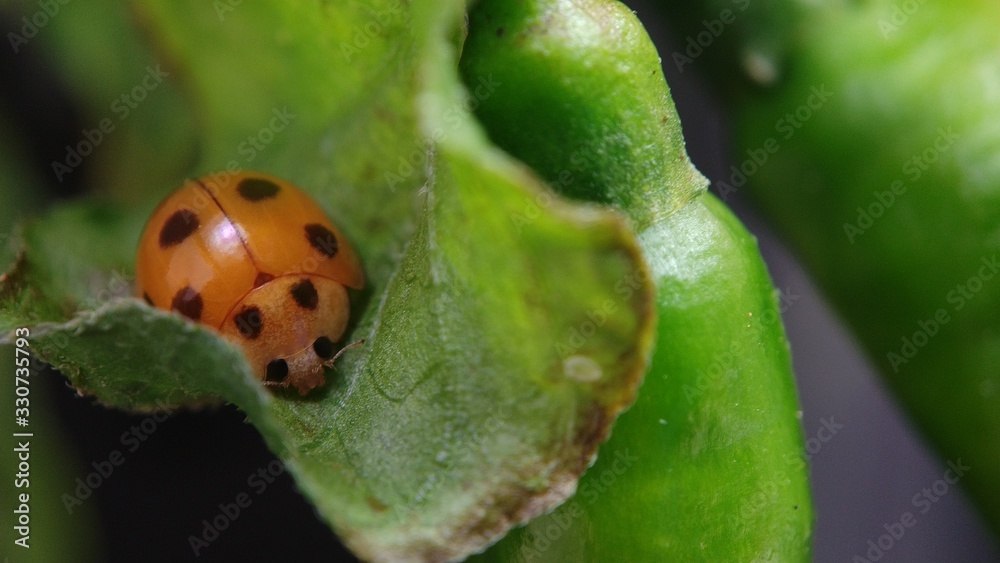 Coccinellidae, is a widespread family of small beetles, The family is ...