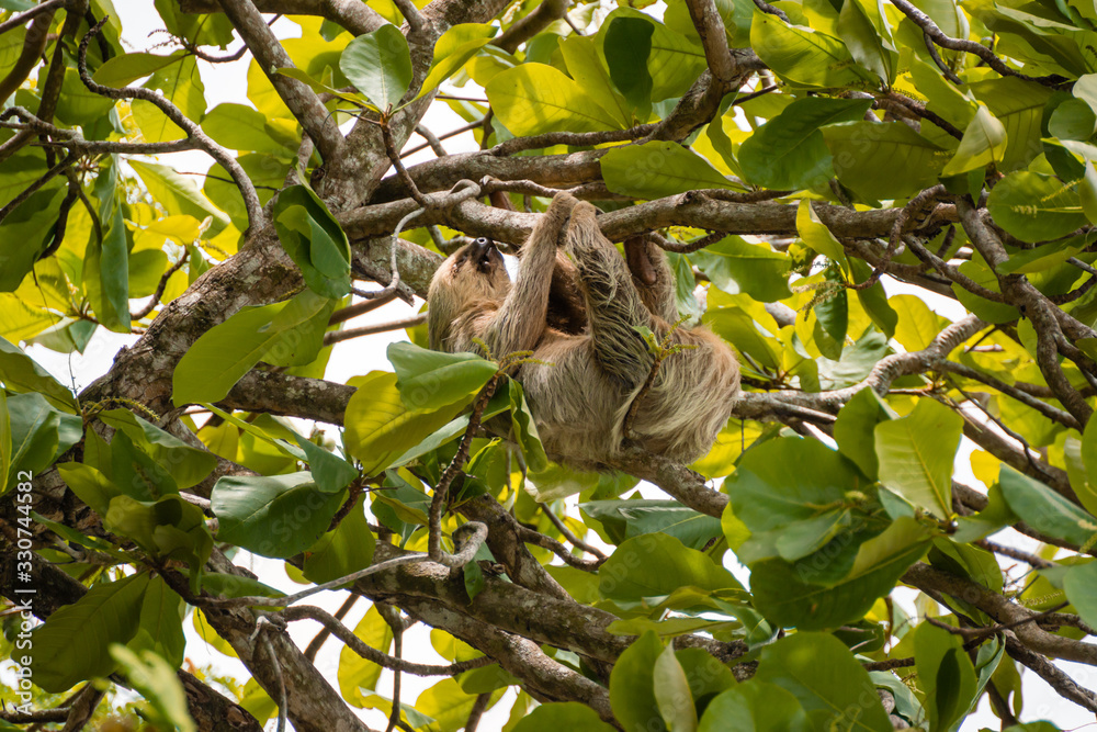 Dreifinger Faultier hängt im Baum in Costa Rica Stock Photo | Adobe Stock