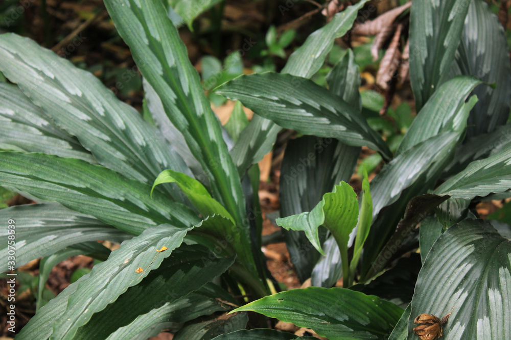 Kaempferia rotunda plants that grow in the garden Stock Photo | Adobe Stock