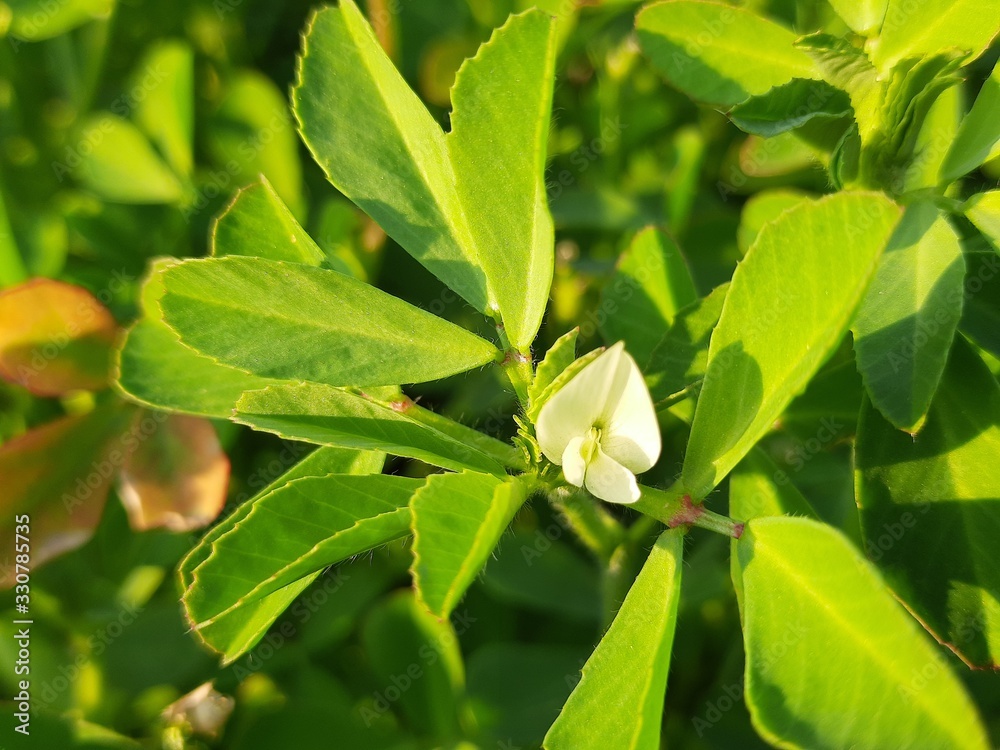 Fenugreek plant of flowering stage.green Fenugreek in the field.green ...