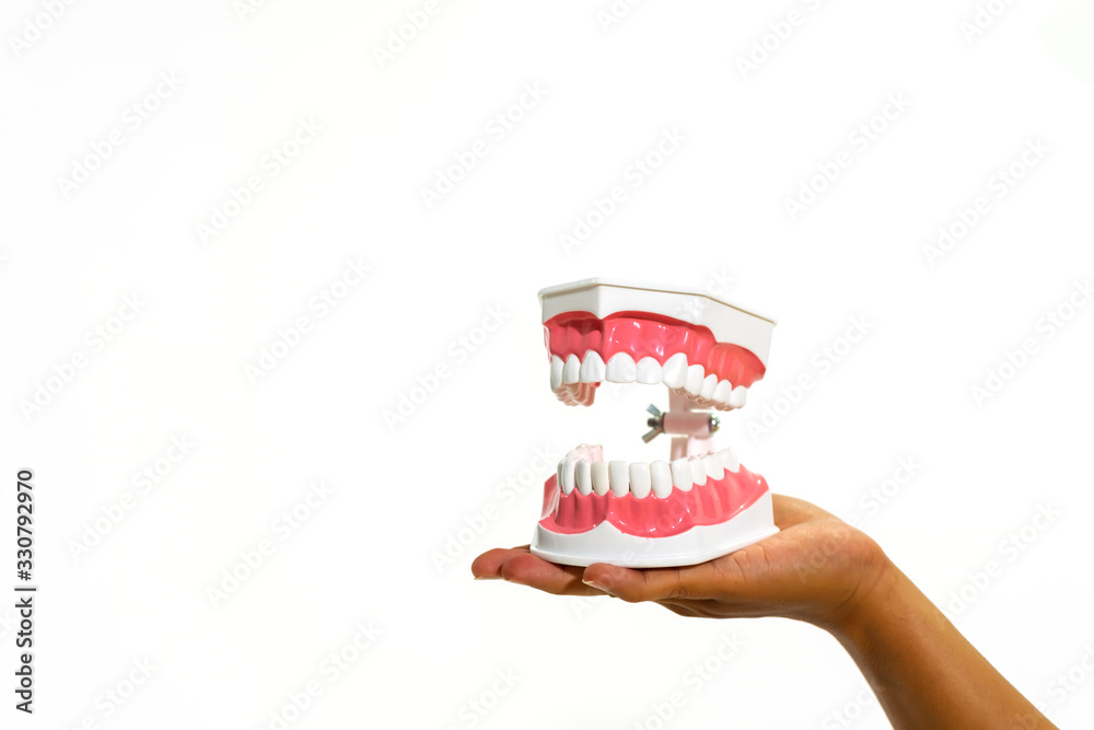 Teeth model on hand isolated on white background.Plastic teeth in two ...