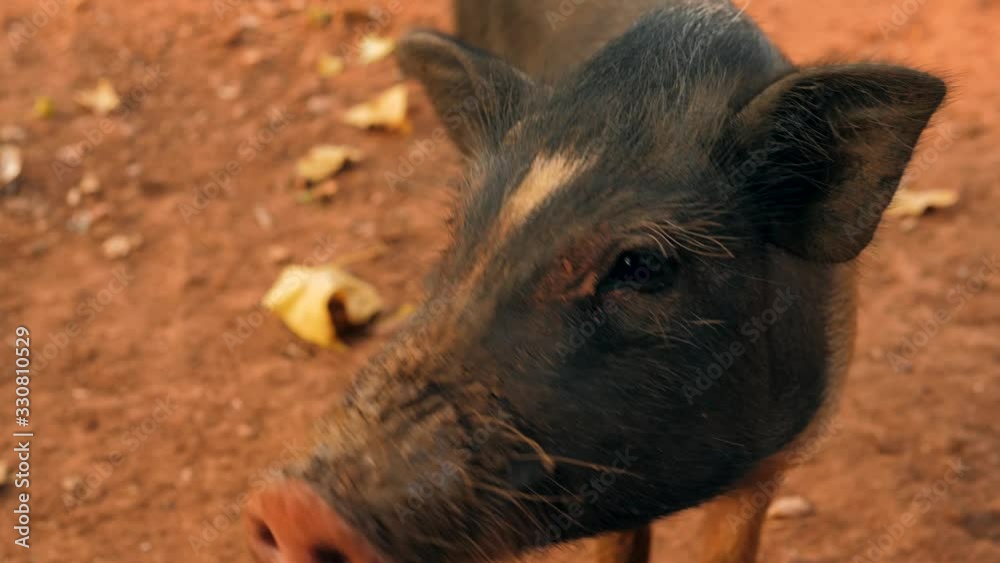 pigs rummage in the garbage. India is looking for food. Ecological ...