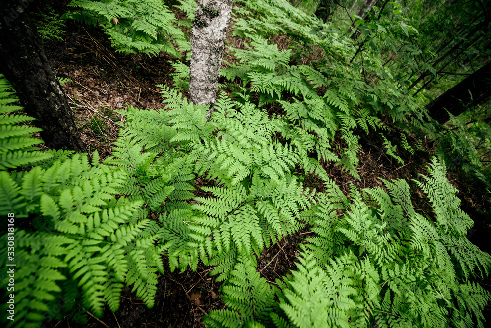 Beautiful nature background of vivid green ferns. Backdrop of lush fern ...