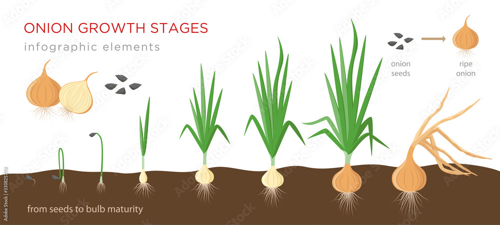 Onion plant growing stages from seeds to ripe onion - development of ...