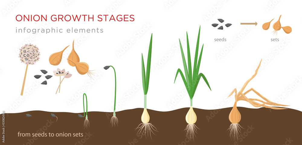 Onion plant growing stages from seeds to onion sets - first year ...