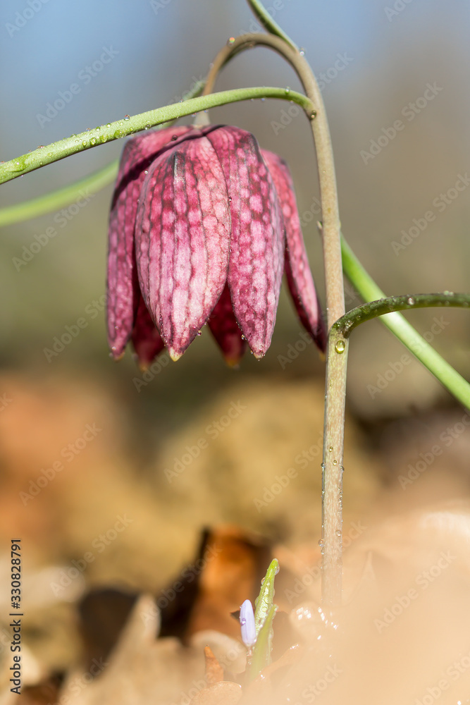 Snake's head fritillary (Fritillaria meleagris) or chess flower, frog ...