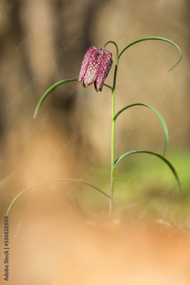 Snake's head fritillary (Fritillaria meleagris) or chess flower, frog ...