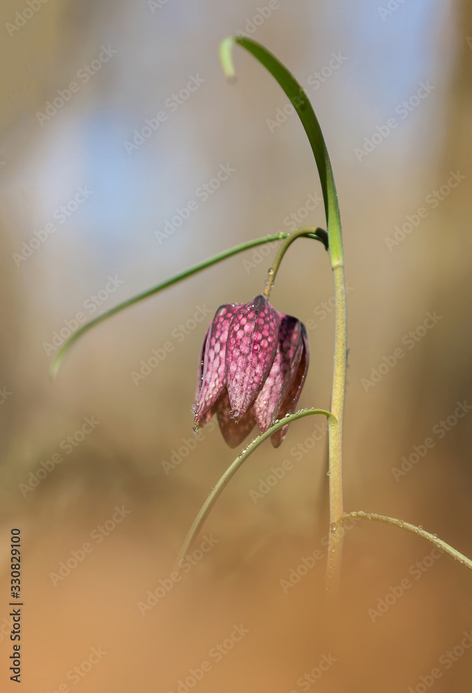 Snake's head fritillary (Fritillaria meleagris) or chess flower, frog ...