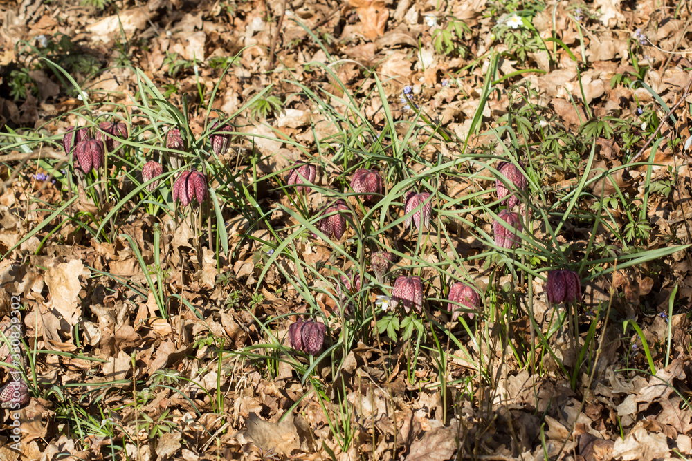 Fotka „Snake's head fritillary (Fritillaria meleagris) or chess flower ...