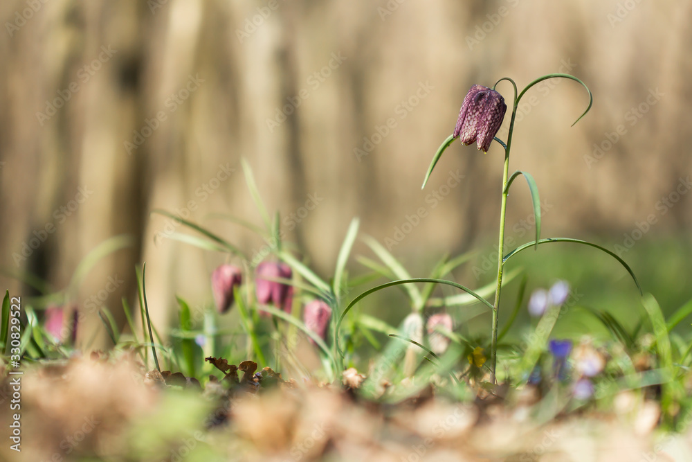 Snake's head fritillary (Fritillaria meleagris) or chess flower, frog ...