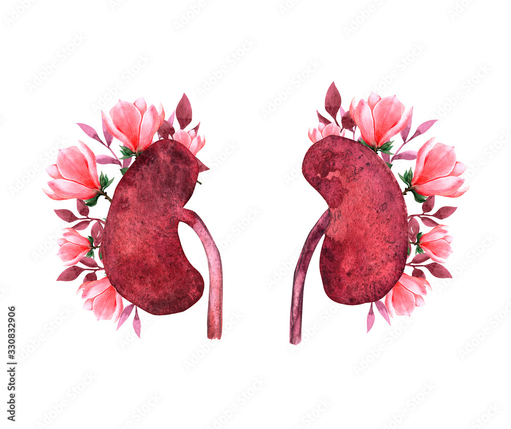 Kidney human renal realistic front view illustration isolated on white ...