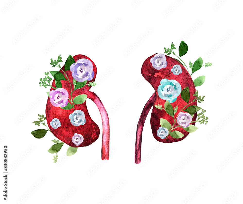 Kidney human renal realistic front view illustration isolated on white ...