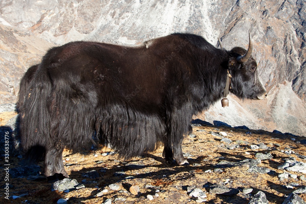 Black yak on the way to Everest base camp - Nepal Stock Photo | Adobe Stock