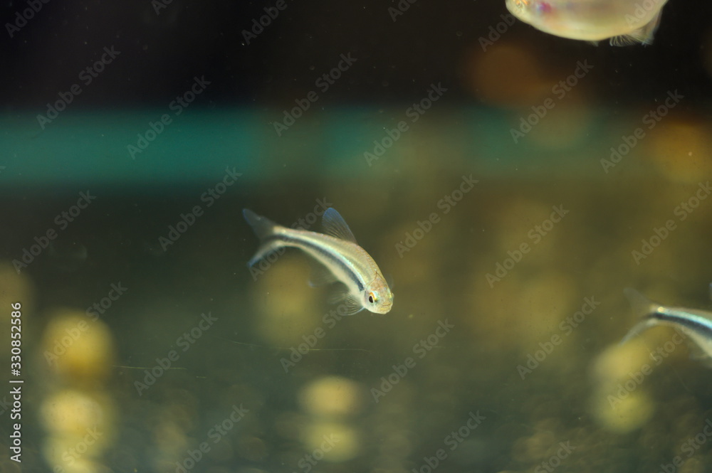 Hyphessobrycon herbertaxelrodi tropical fish in aquarium Stock Photo ...