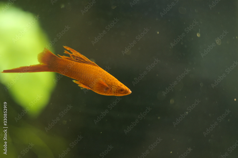 Xiphophorus hellerii tropical fish in aquarium Stock Photo | Adobe Stock