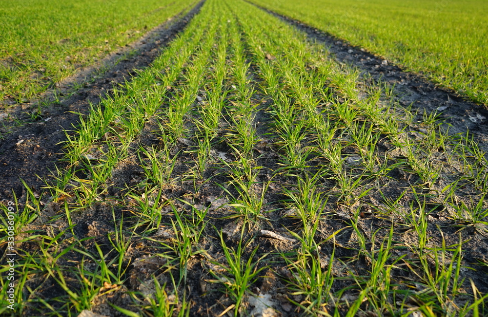 Landwirtschaft: Acker mit Getreide, kleine Pflanzen in Reihen Stock ...