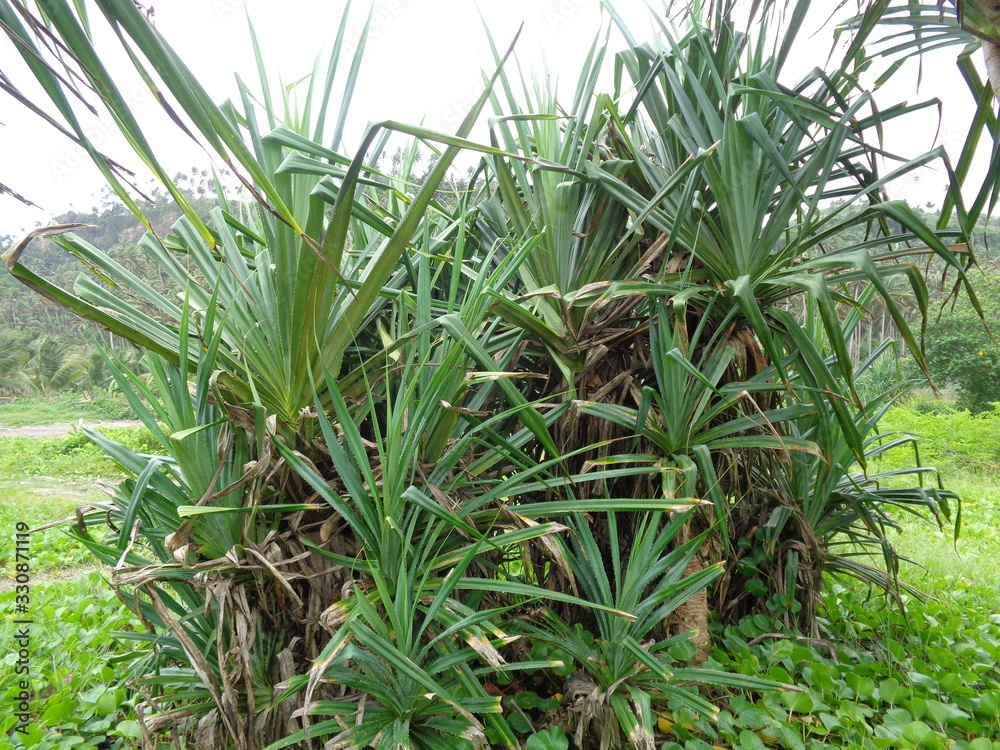 Fragrant Screwpine tree (Pandanus fascicularis, Pandanus odorifer ...