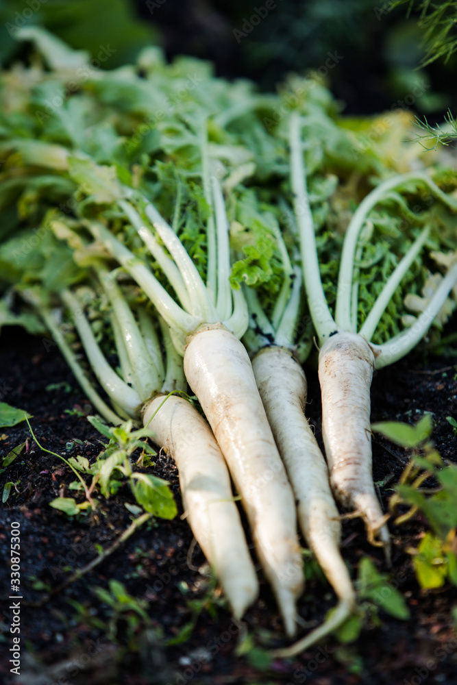 Lunar White Carrot
