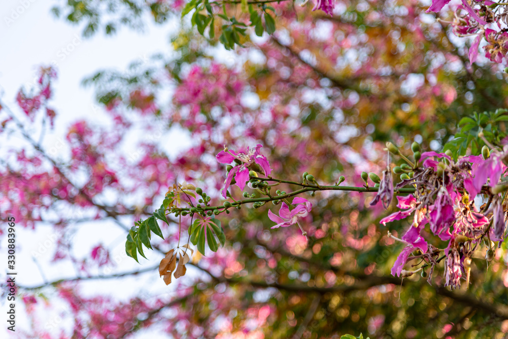 Pink flowers of the Paineira tree (Chorisia speciosa) and its exuberant ...