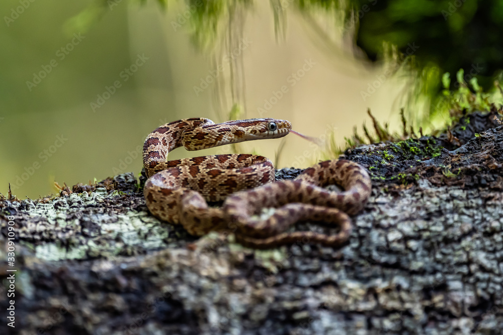 Cloudy Snail Sucker, Sibon nebulatus, snake on green mossy branch. Non ...