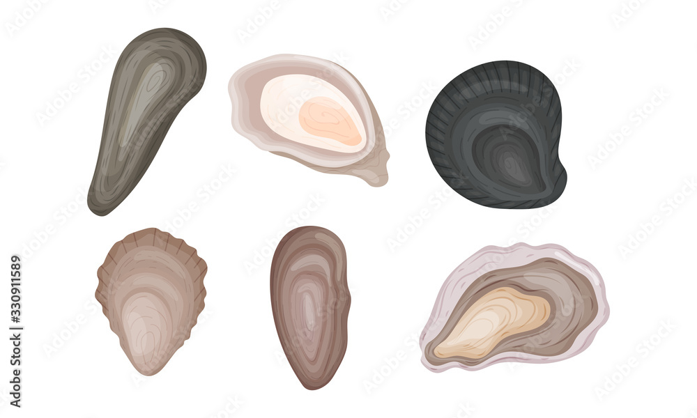 Oyster Shells of Different Shapes Vector Set Stock Vector | Adobe Stock