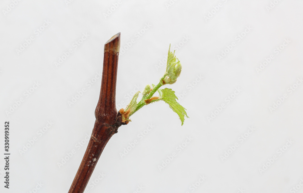 Blossoming seedlings of a vine on a white background. The growth of ...