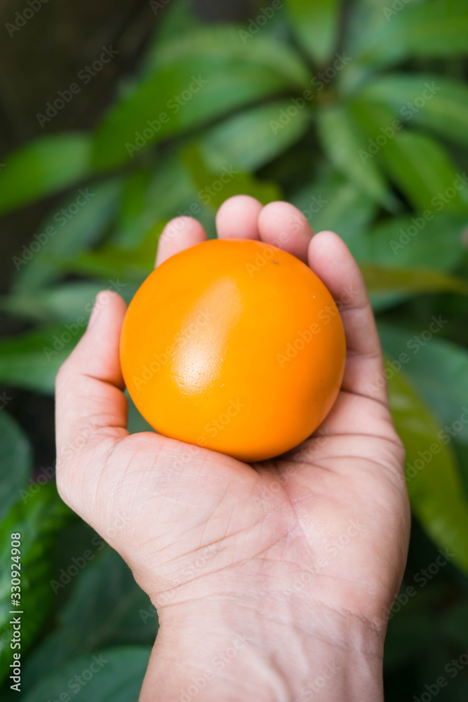 exotic fruit,lulo fruit Stock Photo | Adobe Stock
