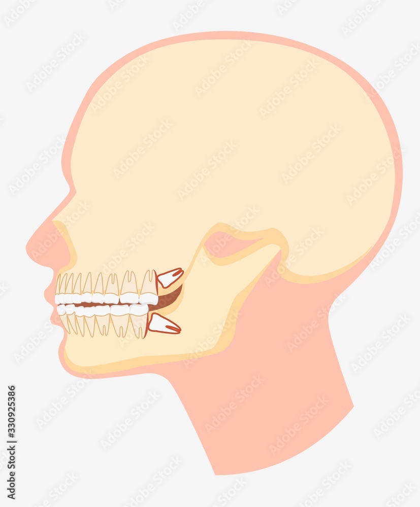 Cartoon model of human dental jaw side view vector flat illustration ...
