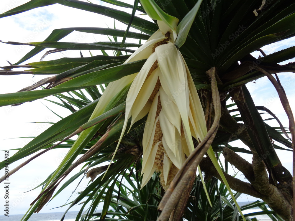 Fragrant Screwpine flower (Pandanus fascicularis, Pandanus odorifer ...