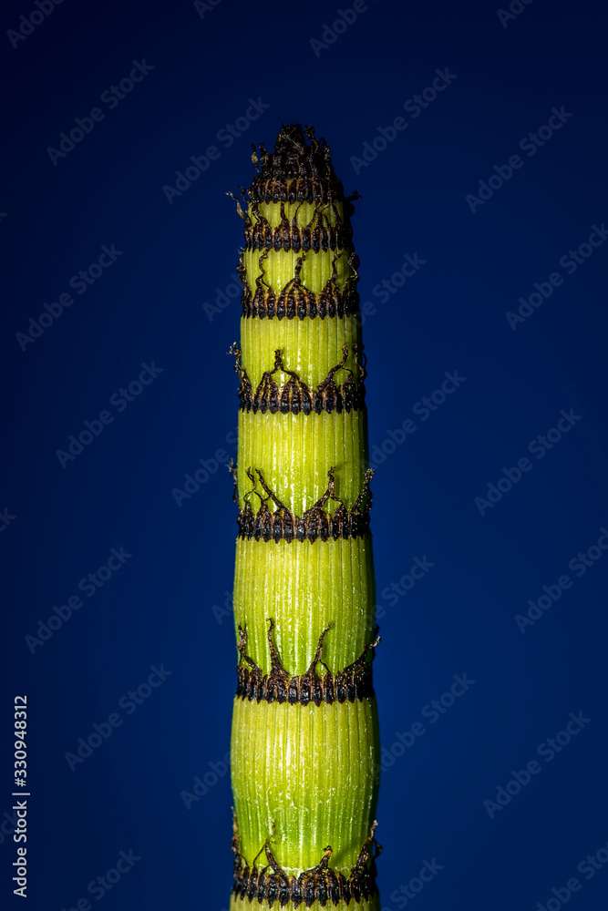 Primer plano del tallo de Cola de caballo (Equisetum hyemale) planta ...