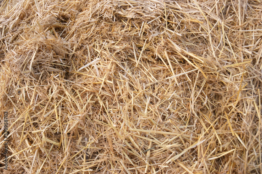 Hay texture. Hay bales are stacked in large stacks. Harvesting in ...