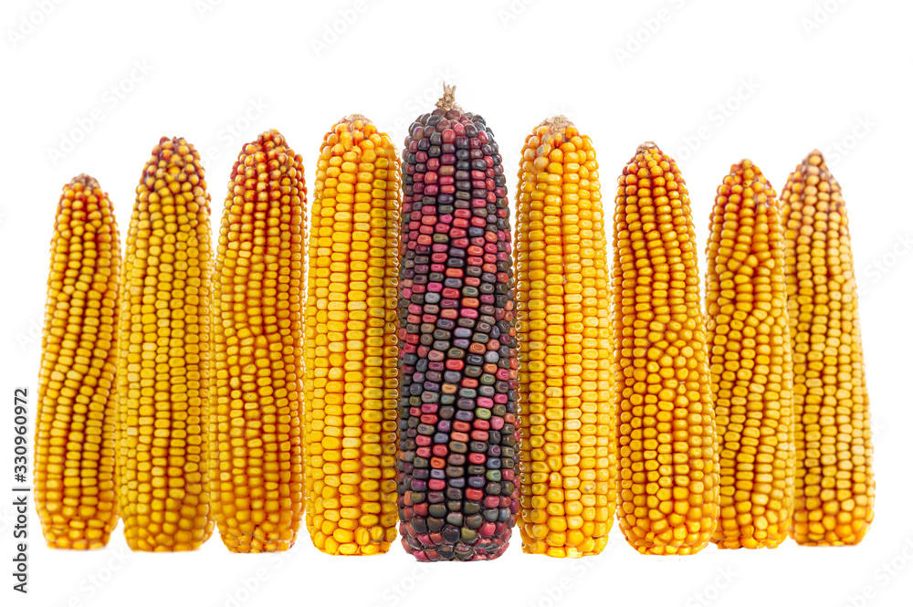 Multi-colored corn seeds - a unique cultivar created by an American ...