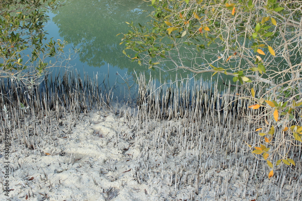 beautiful mangroves of Al Jubail Islands of Abu Dhabi, UAE (United Arab ...