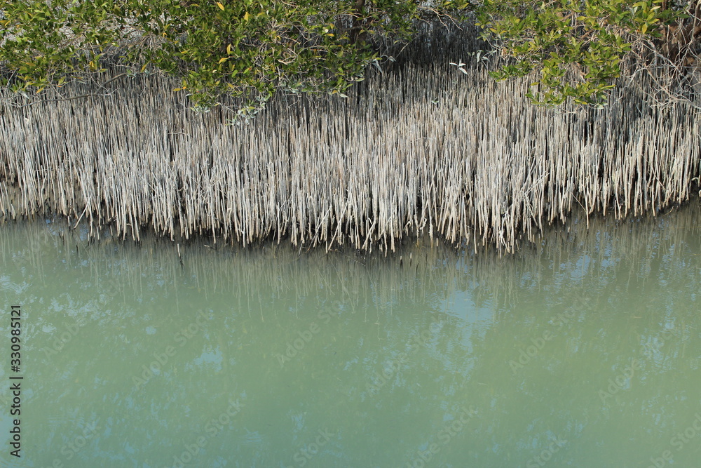 beautiful mangroves of Al Jubail Islands of Abu Dhabi, UAE (United Arab ...