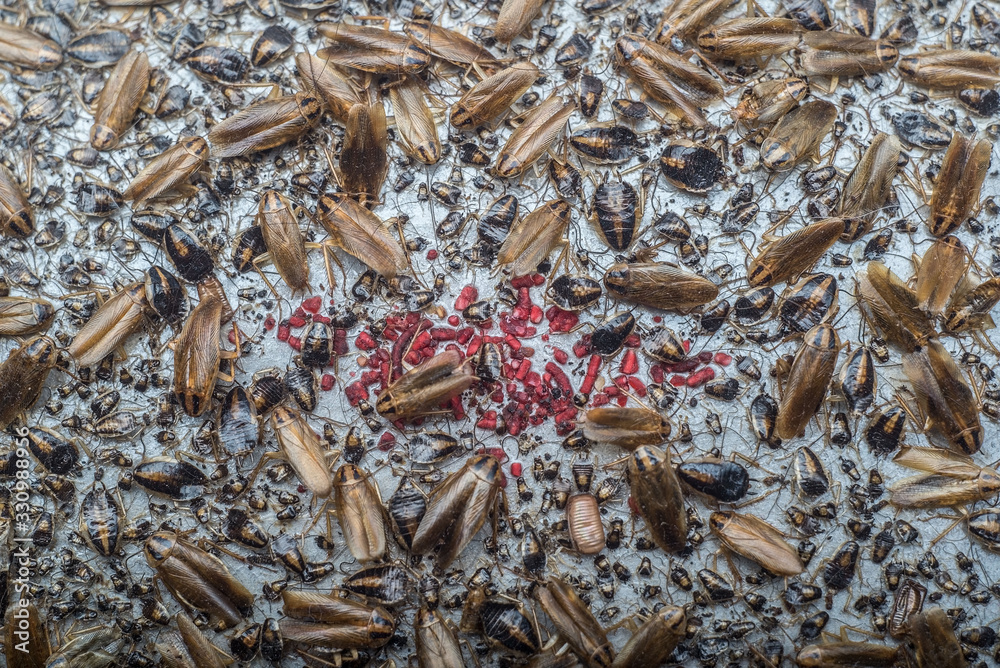 close-up, the texture of indoor cockroaches, catching paws on a sticky ...