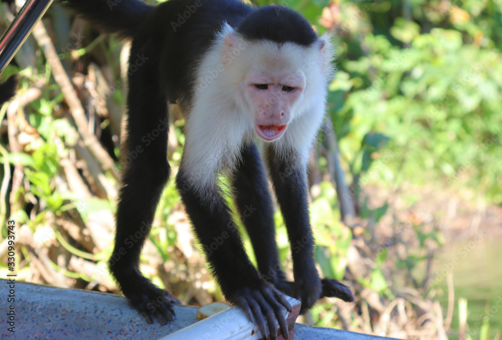 Funny capuchin monkey poses for tourists, photo session with capuchin ...