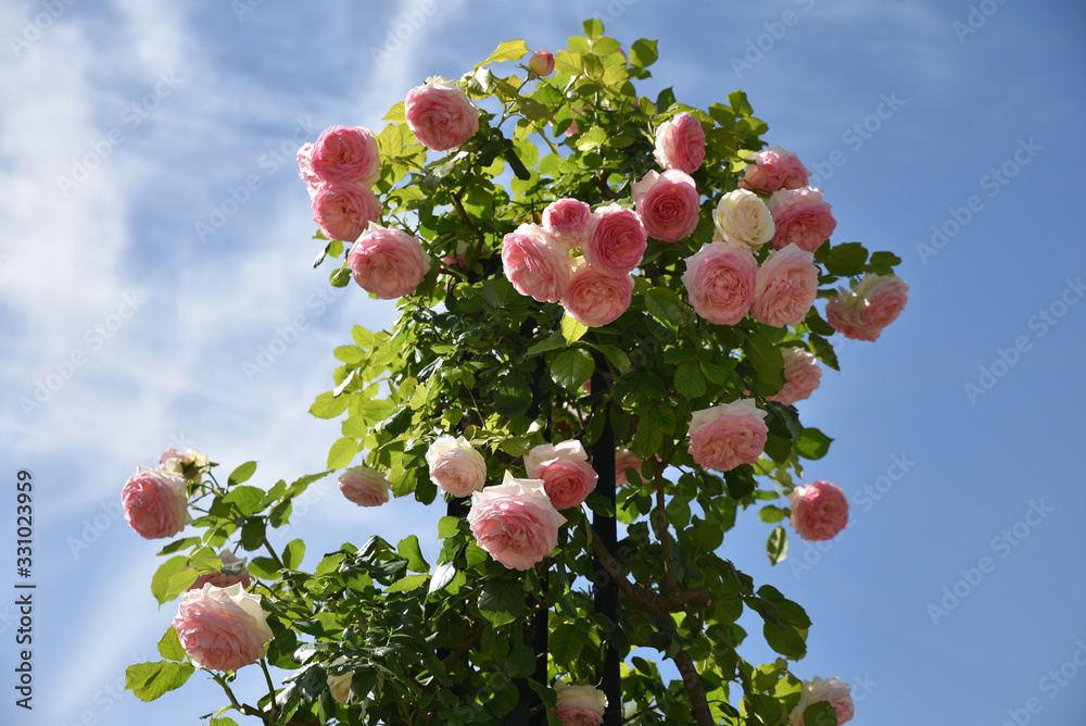 Rosier grimpant rose Stock Photo | Adobe Stock