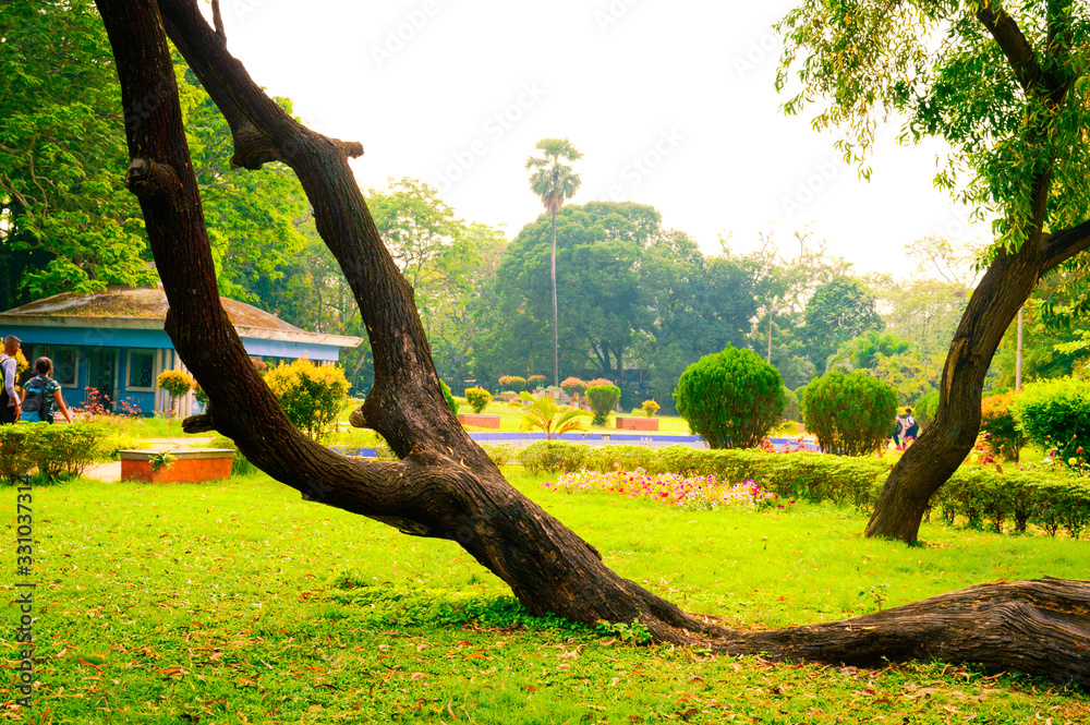 Soil creep fallen tree with curved shape tree trunk lying on ground in ...