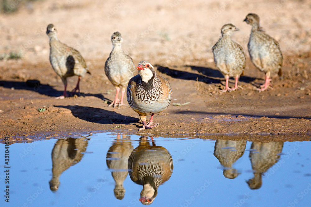 Familia de perdices rojas con su reflejo en el agua Stock Photo | Adobe ...