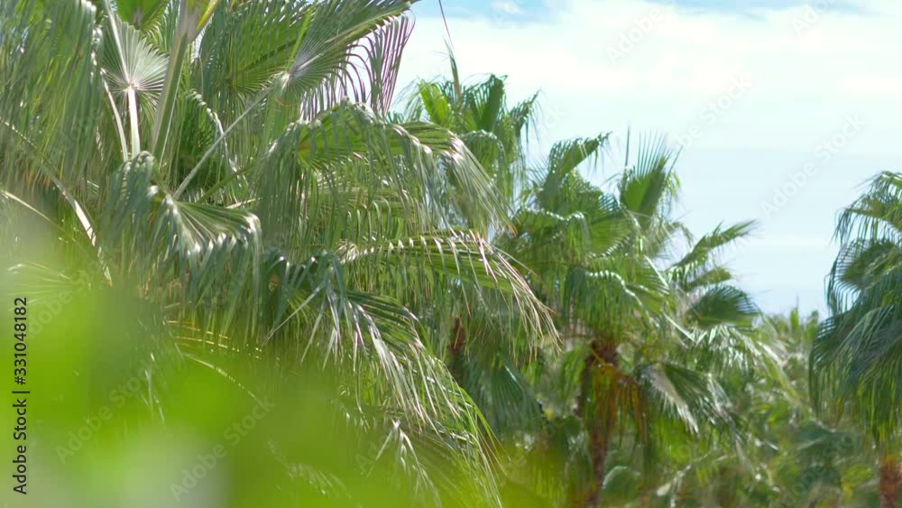 Palm trees background in 4k slow motion 60fps Stock Video | Adobe Stock
